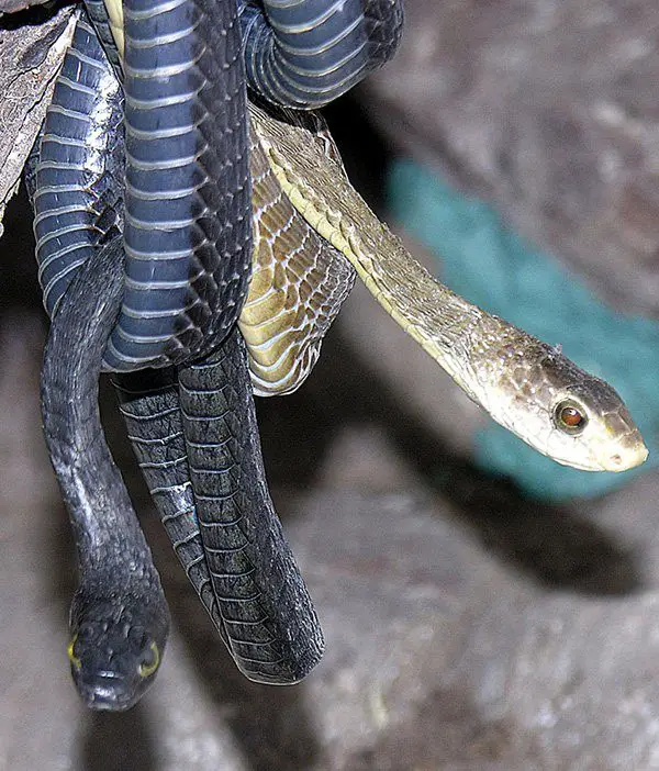 Boomslang | The Animal Facts | Appearance, Diet, Habitat, Behavior