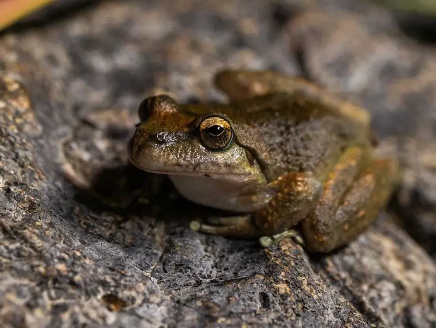 Pig Frog | The Animal Facts | Appearance, Diet, Habitat, Behavior, Range