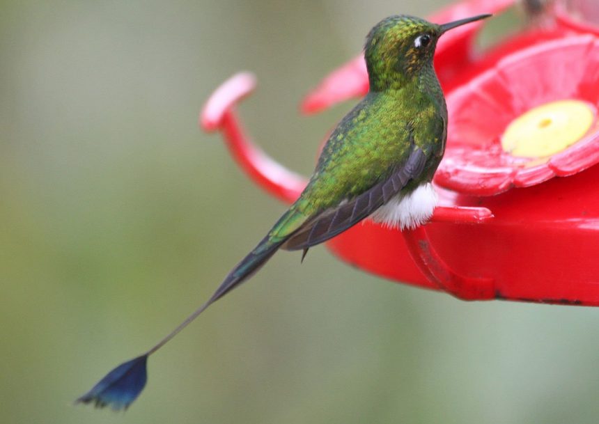 White-Booted Racket-Tail Hummingbird | The Animal Facts | Appearance