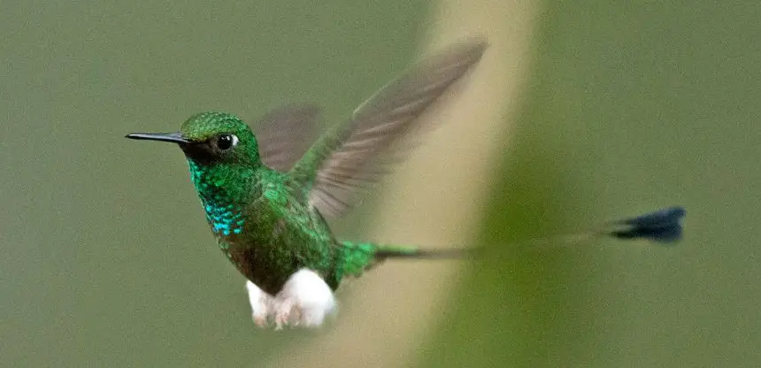 White-Booted Racket-Tail Hummingbird | The Animal Facts | Appearance