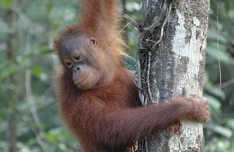 Bornean Orangutan | The Animal Facts | Appearance, Diet, Habitat