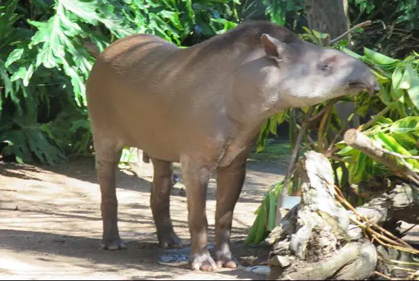 Brazilian Tapir | The Animal Facts | Appearance, Diet, Habitat, Behavior