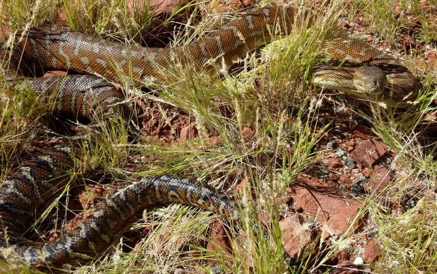 Bredli Python | The Animal Facts | Appearance, Diet, Habitat, Behavior