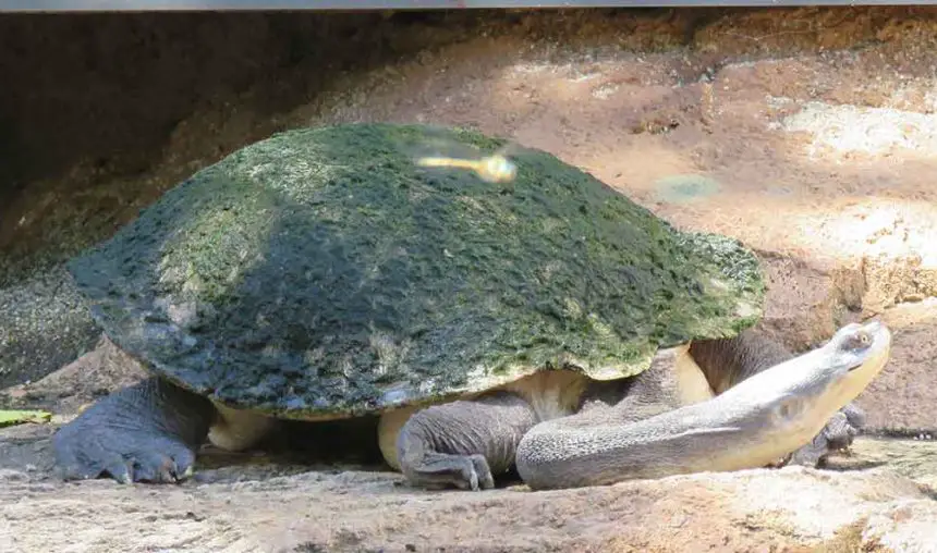 Rare Turtles Breed in Captivity for the First Time | The Animal Facts