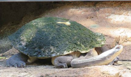 Zoo Atlanta Hatch Critically Endangered Bog Turtles