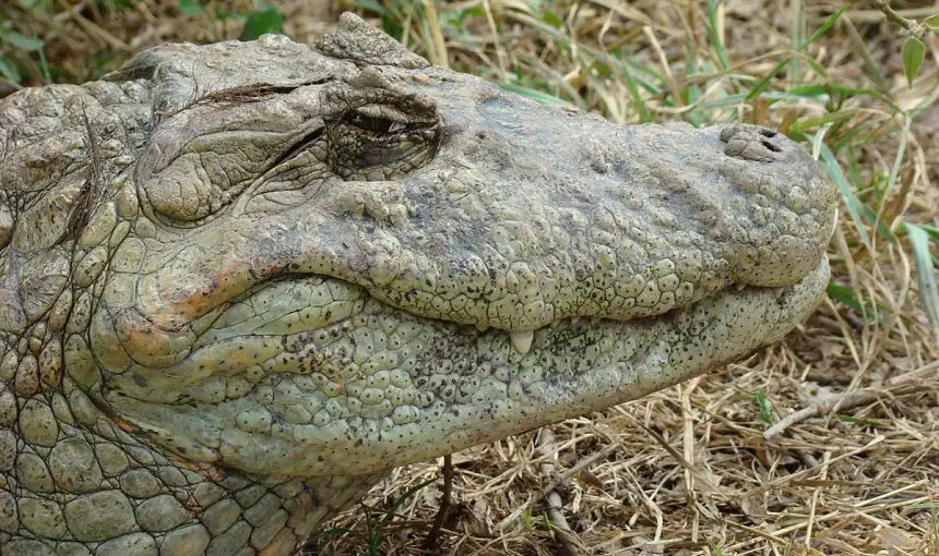 Broad-Snouted Caiman | The Animal Facts | Appearance, Diet, Habitat