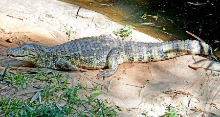 Broad-Snouted Caiman | The Animal Facts | Appearance, Diet, Habitat