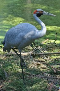 Brolga - The Animal Facts - Appearance, Diet, Habitat, Lifespan, Behavior