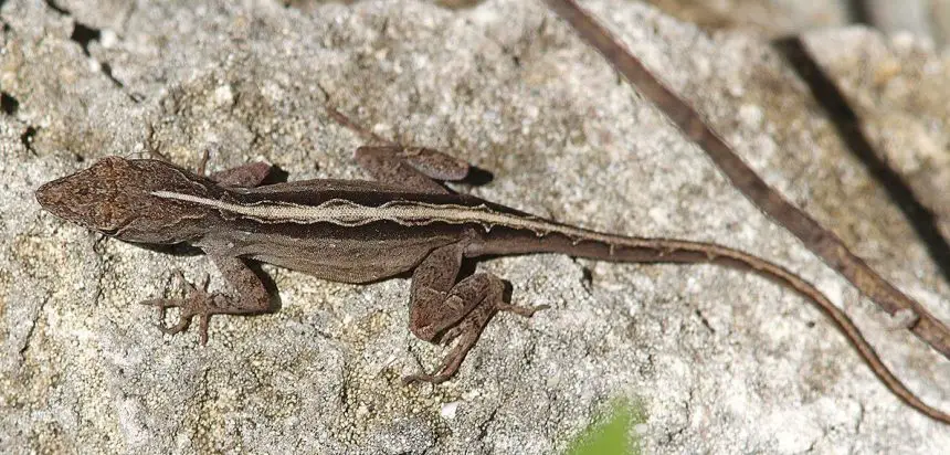 Brown Anole | The Animal Facts | Appearance, Diet, Habitat, Behavior