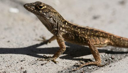 Brown Anole | The Animal Facts | Appearance, Diet, Habitat, Behavior