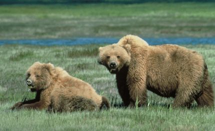 Brown Bear | The Animal Facts | Appearance, Diet, Habitat, Behavior