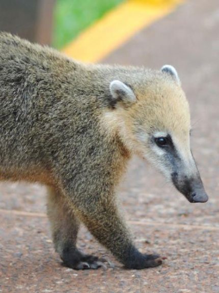 Brown-Nosed Coati | The Animal Facts | Appearance, Diet, Habitat