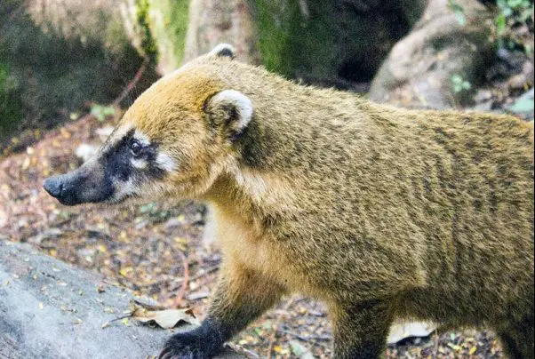 Brown-Nosed Coati | The Animal Facts | Appearance, Diet, Habitat