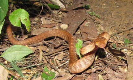 Brown Tree Snake | The Animal Facts | Appearance, Diet, Habitat, Lifespan