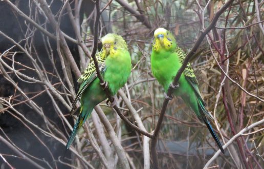 Budgerigar | The Animal Facts | Appearance, Diet, Habitat, Behavior