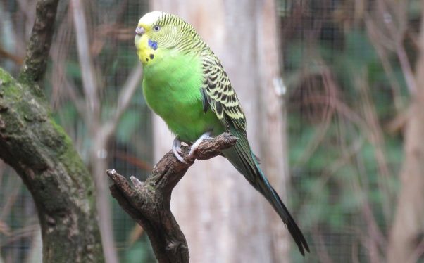 Budgerigar | The Animal Facts | Appearance, Diet, Habitat, Behavior