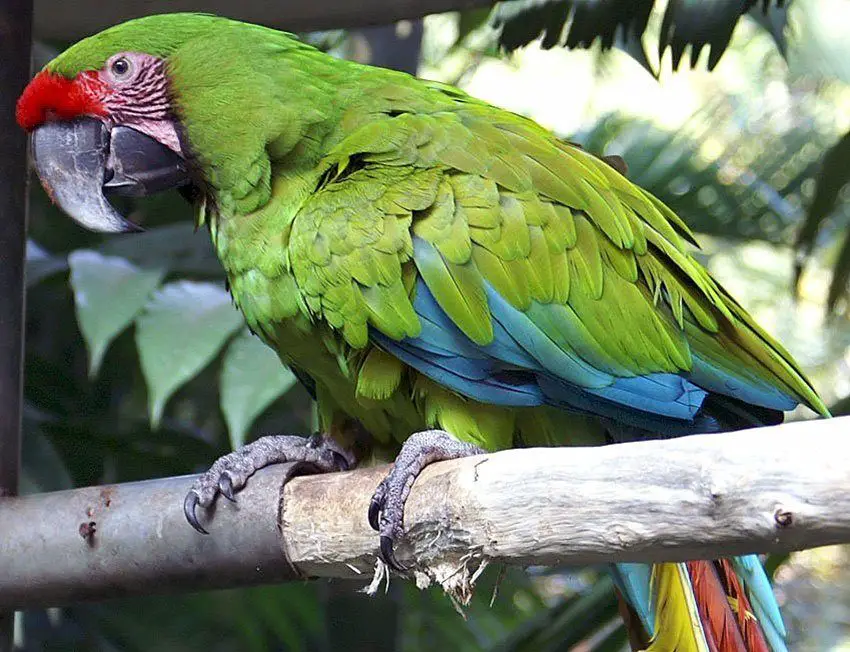 Great Green Macaw | The Animal Facts | Appearance, Diet, Habitat