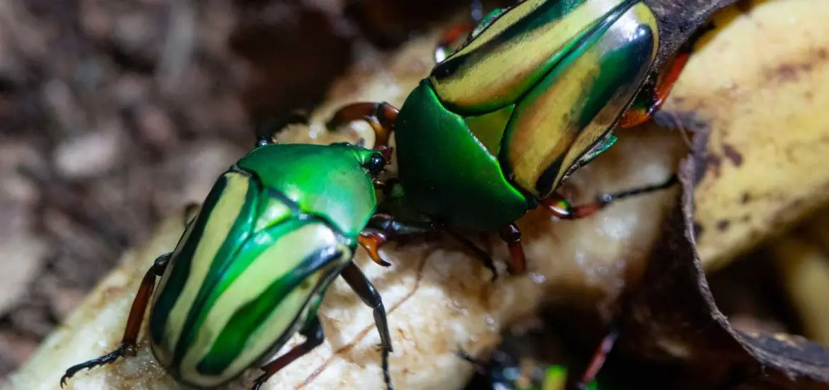 Bug World Habitat Reopens at Woodland Park Zoo