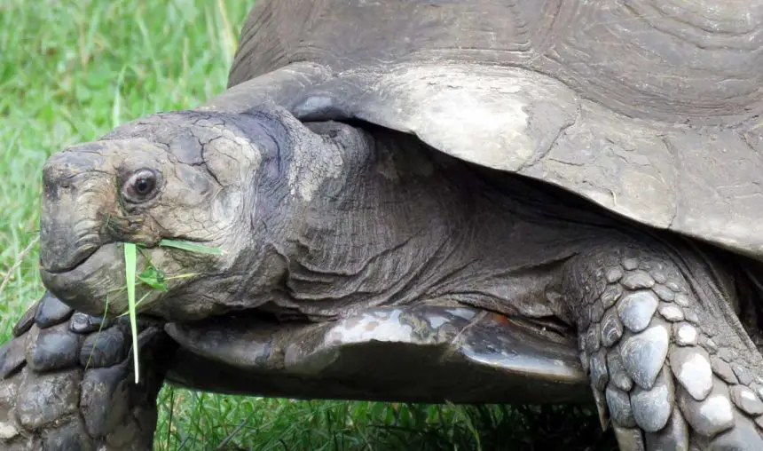 Burmese Brown Tortoises Hatch in a First for San Antonio Zoo | The ...