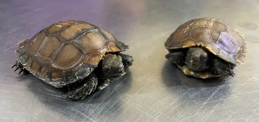 Burmese Brown Tortoises Hatch in a First for San Antonio Zoo | The ...