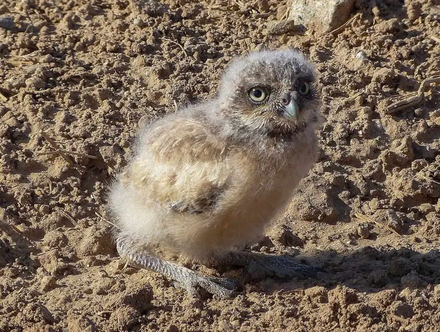 Burrowing Owl - The Animal Facts - Appearance, Diet, Habitat, Behavior