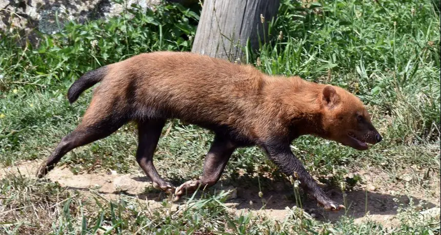 Bush Dog | The Animal Facts | Appearance, Diet, Habitat, Lifespan