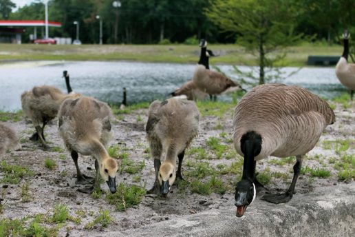 Canada Goose | The Animal Facts | Diet, Habitat, Appearance