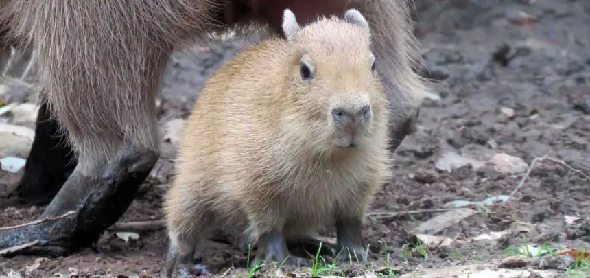 Capybara | The Animal Facts