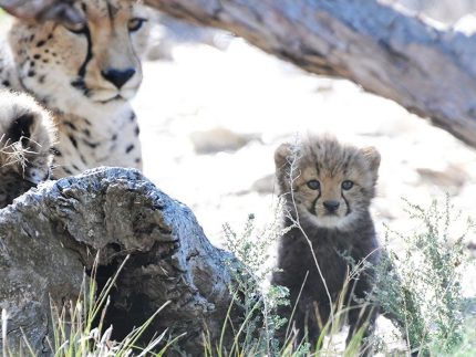 Mara - The Animal Facts