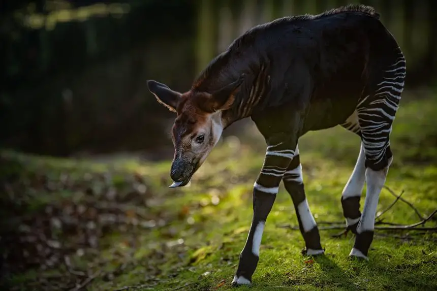 Chester Zoo Welcome “Incredibly special” Okapi | The Animal Facts