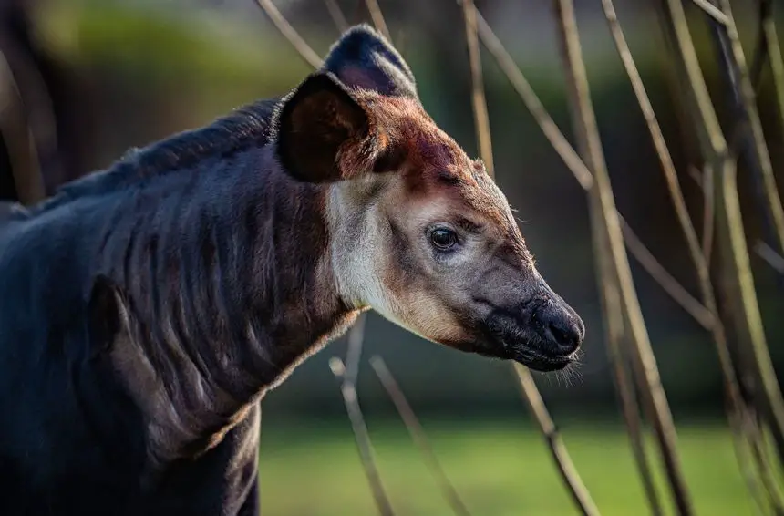 Chester Zoo Welcome “Incredibly special” Okapi | The Animal Facts