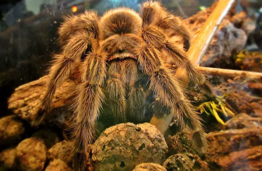 Chilean Rose Tarantula | The Animal Facts | Appearance, Diet, Behavior