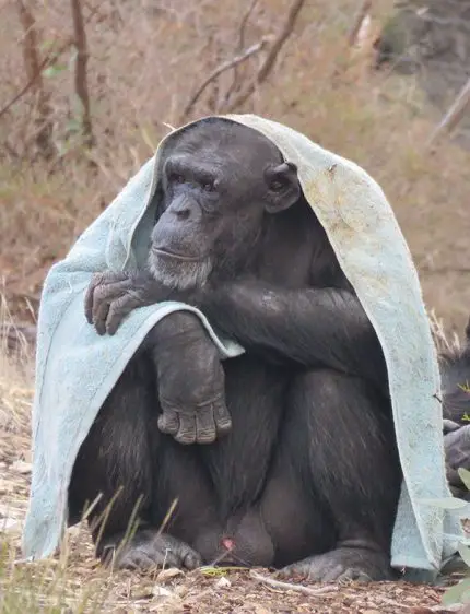 Chimpanzee | The Animal Facts