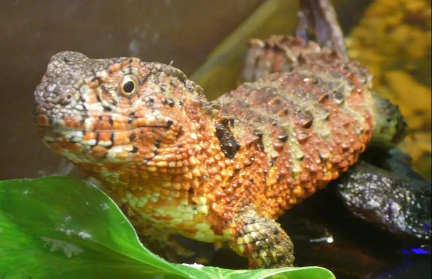 Chinese Crocodile Lizard | The Animal Facts | Appearance, Diet, Habitat