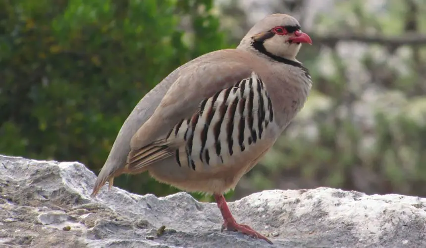Chukar Partridge | The Animal Facts | Appearance, Diet, Habitat, Behavior