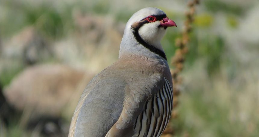 Chukar Partridge | The Animal Facts | Appearance, Diet, Habitat, Behavior