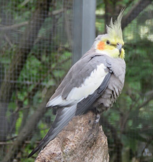 Cockatiel | The Animal Facts | Appearance, Diet, Habitat, Behavior