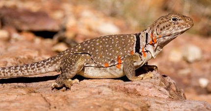 Collared Lizard | The Animal Facts | Appearance, Diet, Habitat, Lifespan