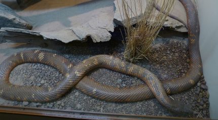 Collett’s Snake | The Animal Facts | Appearance, Diet, Habitat, Behavior