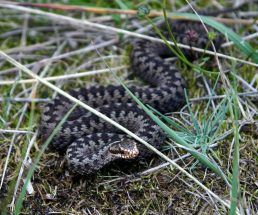 Common Adder | The Animal Facts | Habitat, Diet, Appearance
