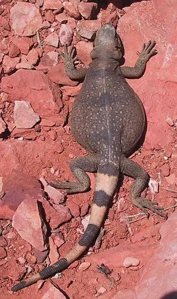 Common Chuckwalla | The Animal Facts | Appearance, Diet, Habitat