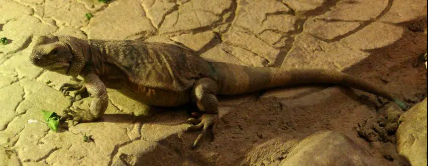 Common Chuckwalla | The Animal Facts | Appearance, Diet, Habitat