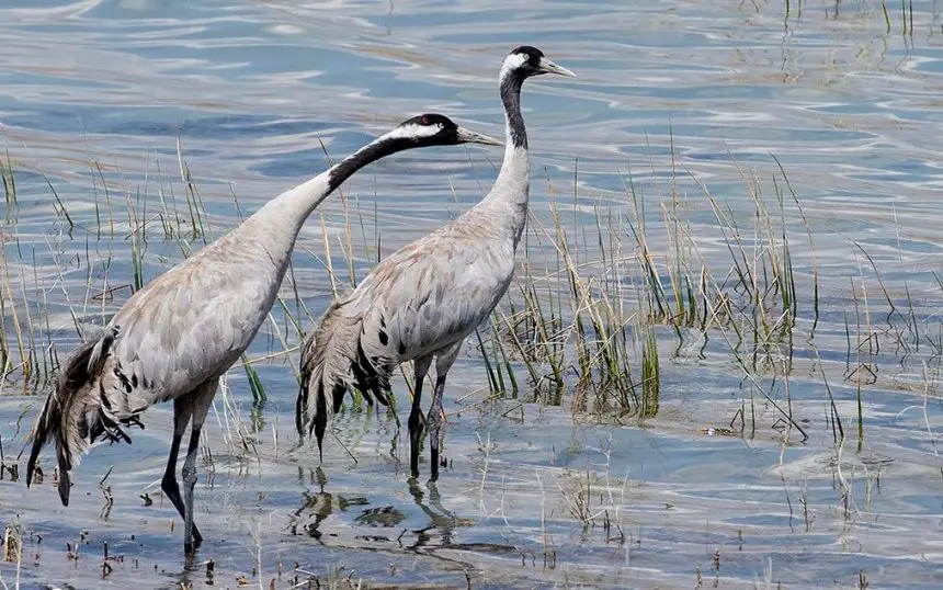 Common Crane | The Animal Facts | Appearance, Diet, Habitat, Behavior
