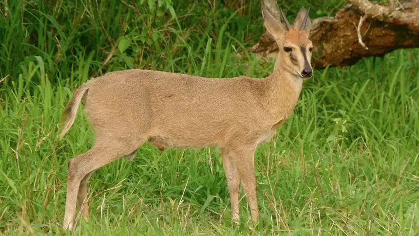 Common Duiker | The Animal Facts | Appearance, Diet, Habitat, Behavior