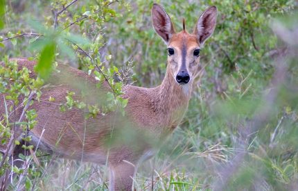 Common Duiker | The Animal Facts | Appearance, Diet, Habitat, Behavior