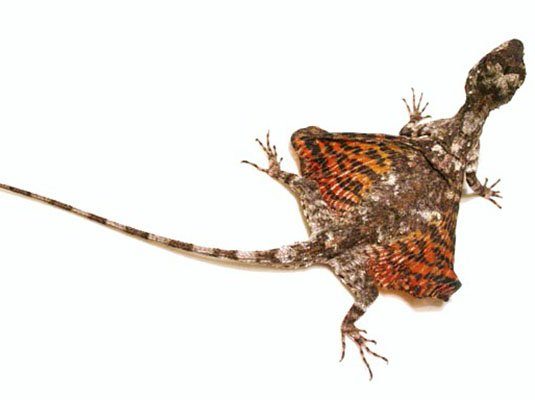 Kuhl’s Flying Gecko | The Animal Facts | Appearance, Diet, Habitat