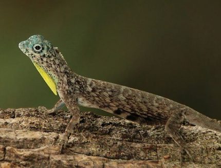 Lizards | The Animal Facts | What makes them a unique type of reptile?