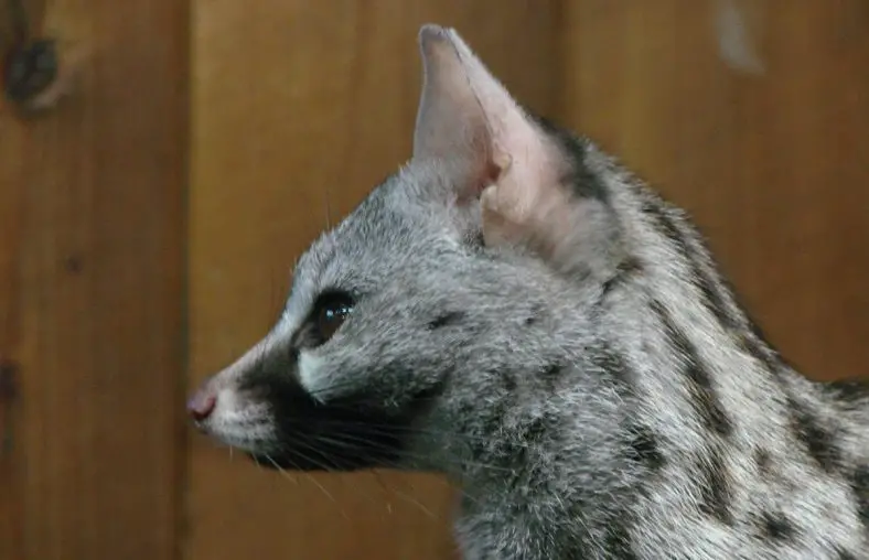 Common Genet | The Animal Facts | Appearance, Diet, Habitat, Behavior