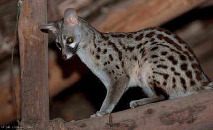 Common Genet | The Animal Facts | Appearance, Diet, Habitat, Behavior