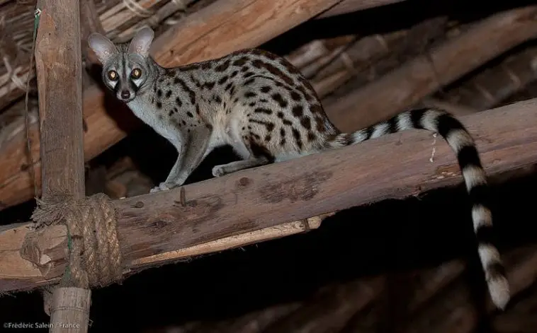 Common Genet | The Animal Facts | Appearance, Diet, Habitat, Behavior